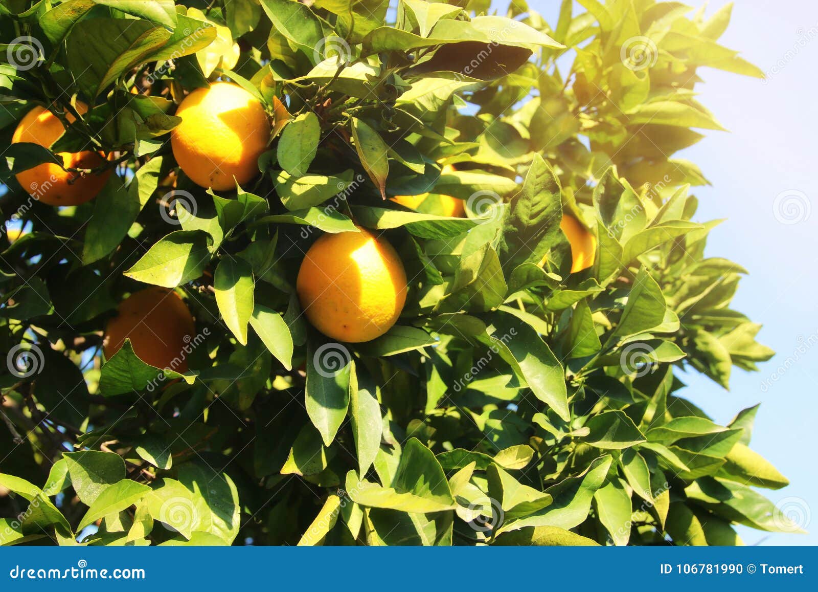 Rural Landscape Image of Orange Trees in the Citrus Plantation. Stock ...