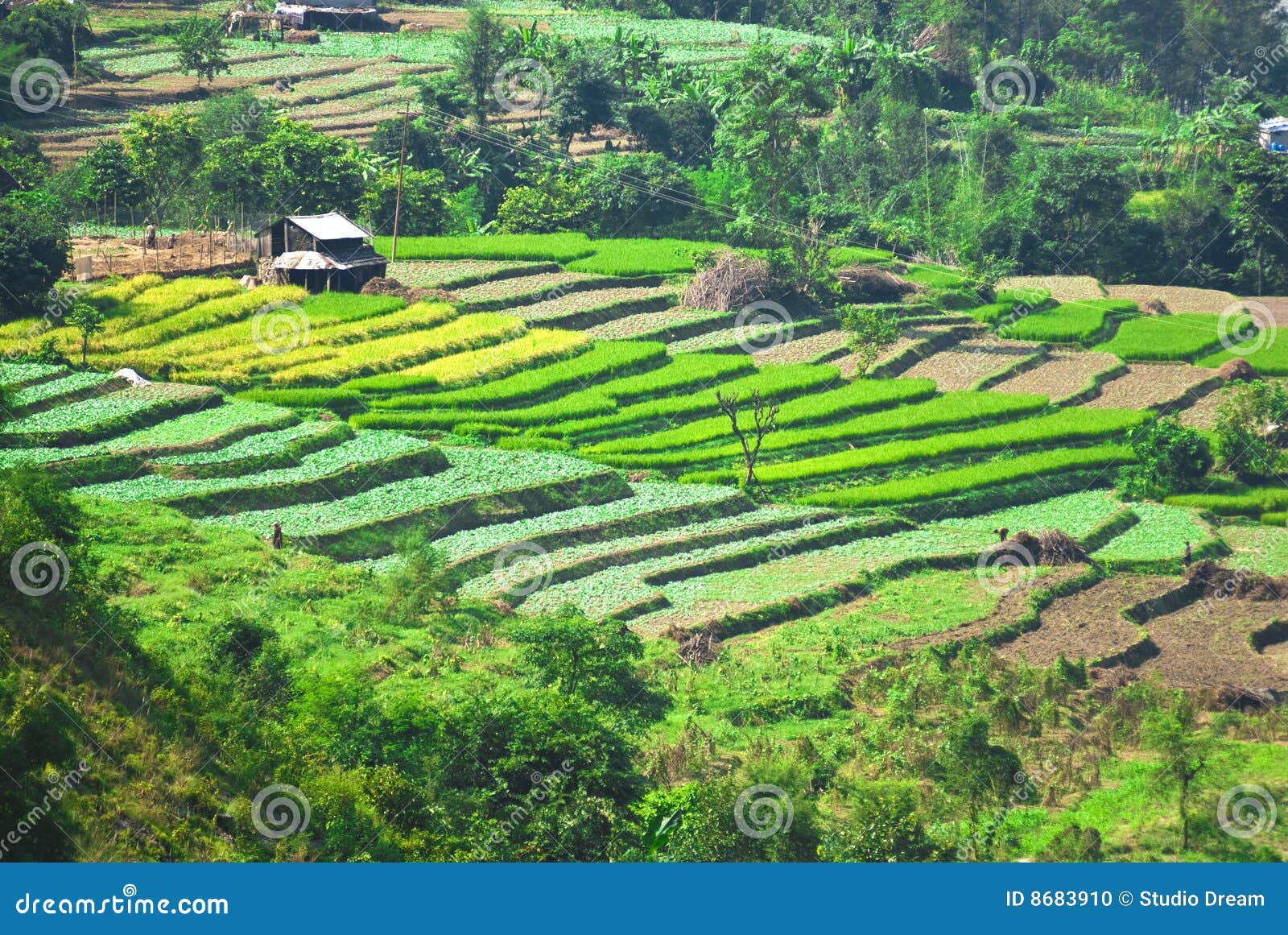 Rural landscape India stock photo. Image of asian, outside - 8683910