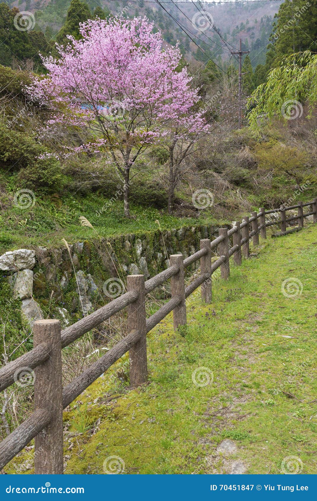 Rural Landscape in Japan. Spring Nature. Stock Image - Image of ...