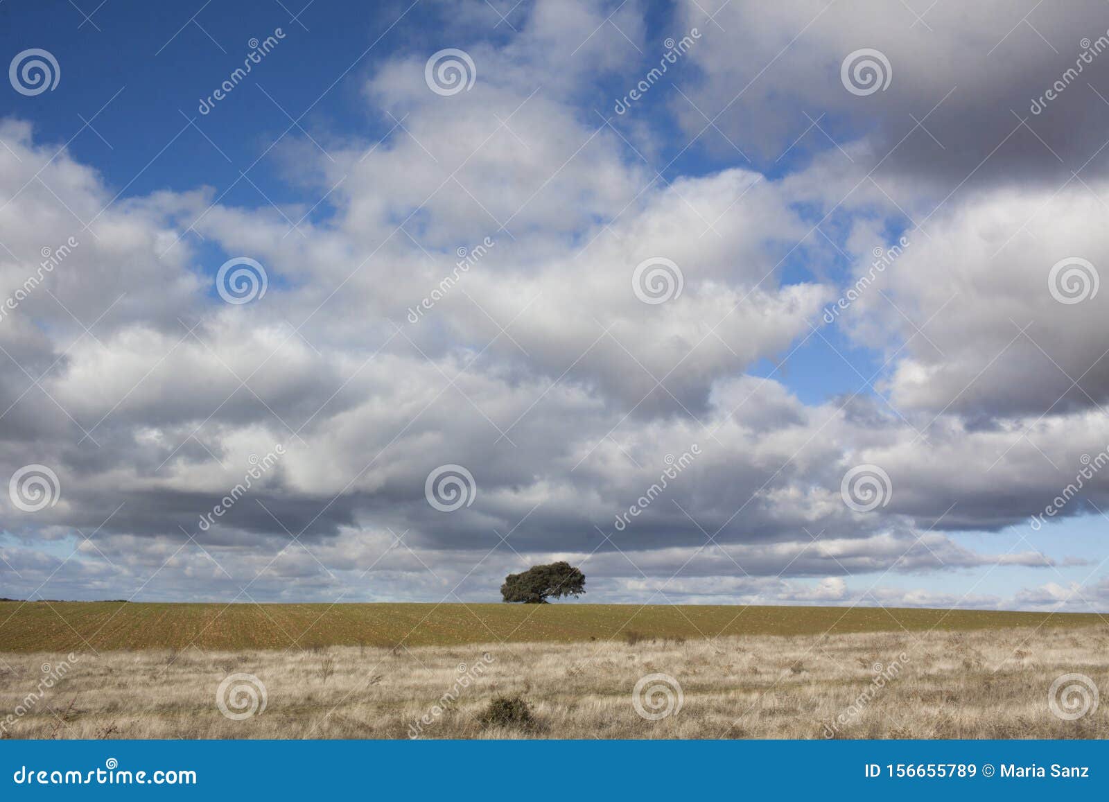 Rural Landscape with a Lonely Tree in the Background Stock Image ...