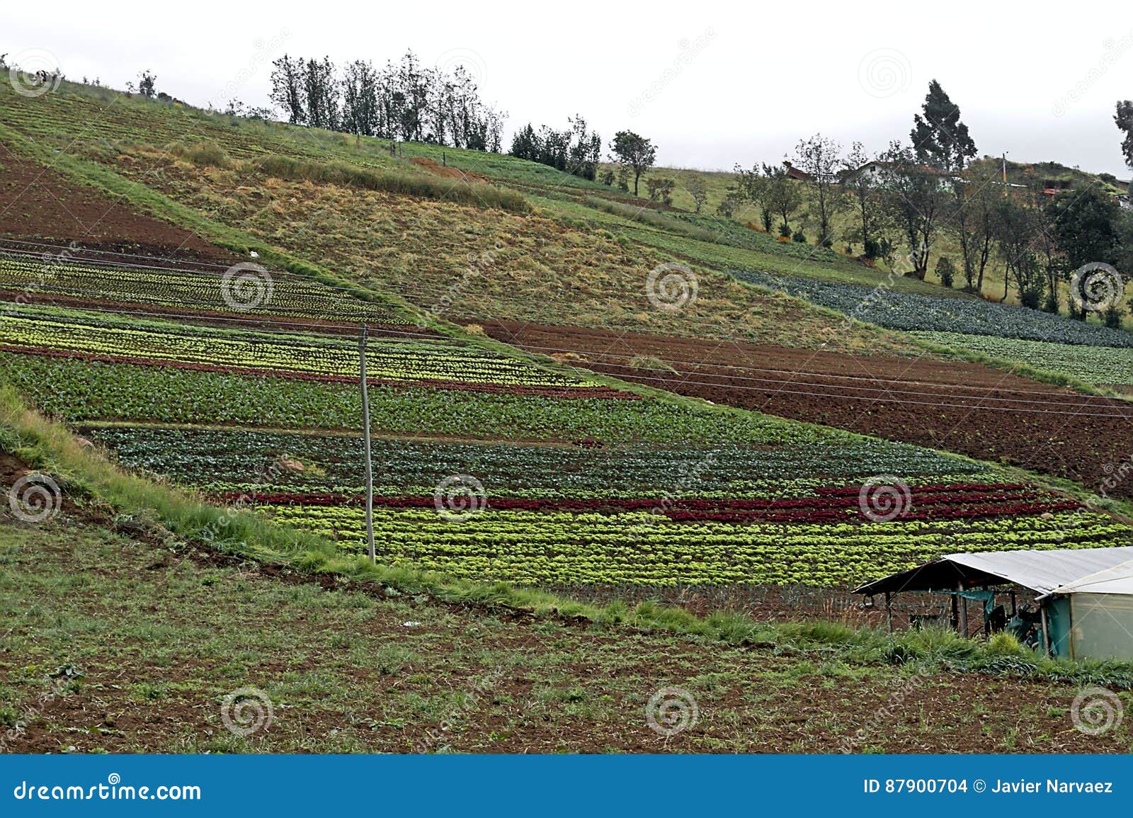Rural Landscape with Many Colours Stock Photo - Image of trees, rural ...