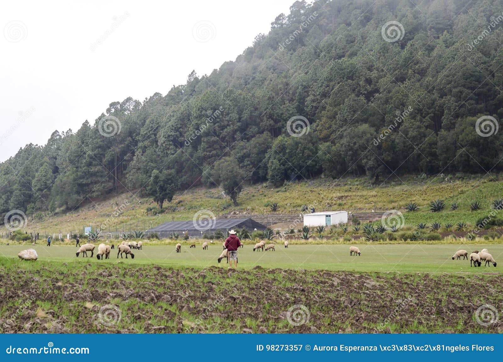 Rural landscape in Mexico editorial photography. Image of grazing ...