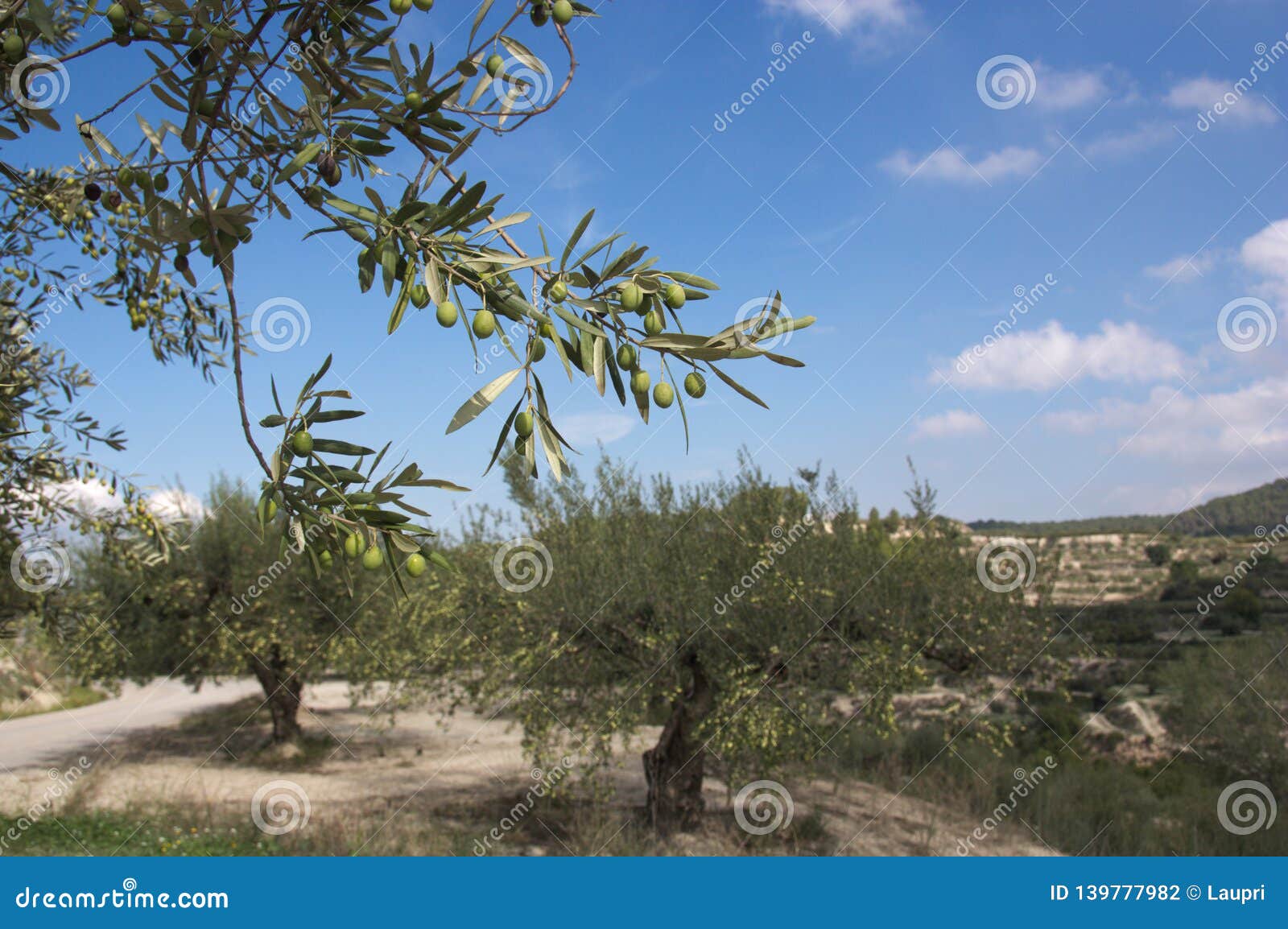 Rural Landscape with Olive Fields Stock Photo - Image of rural ...