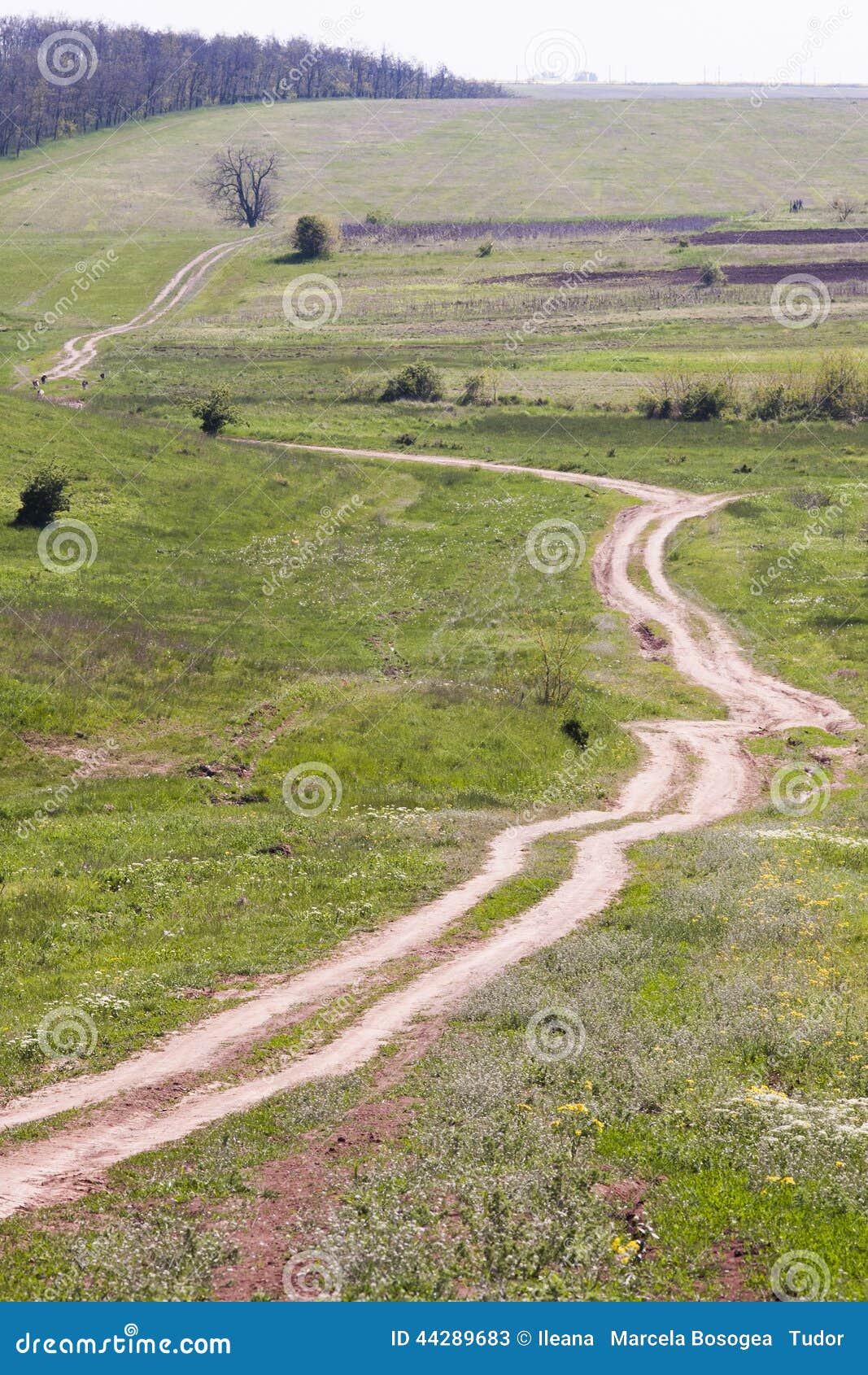 Rural Landscape with Road and Trees Stock Image - Image of tree, summer ...