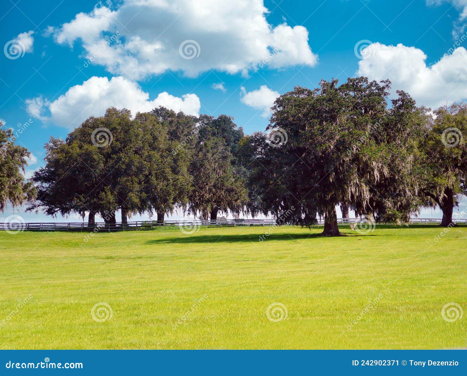 Rural Florida Landscape Setting Stock Image - Image of grass, fair ...
