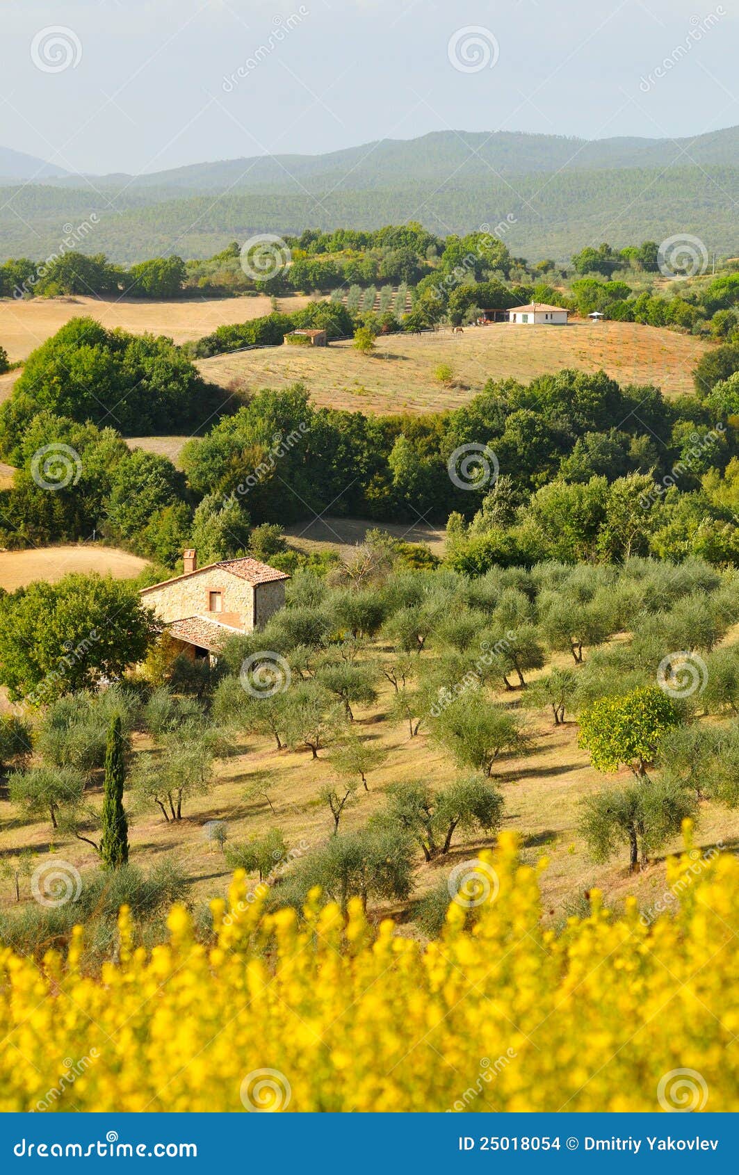 Rural landscape in Tuscany stock photo. Image of seasonal - 25018054