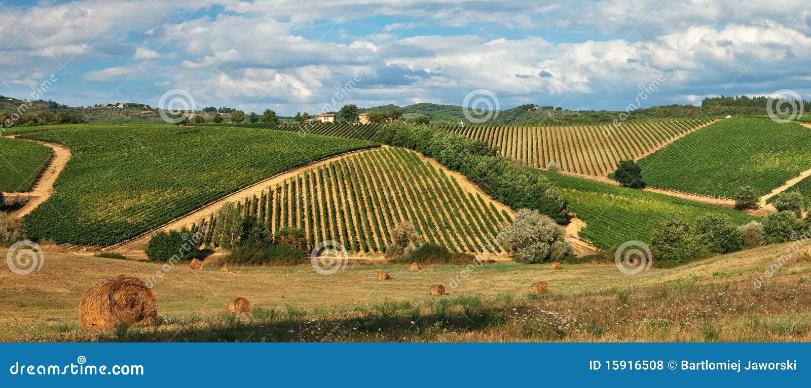 Rural landscape, Tuscany. stock photo. Image of vineyard - 15916508