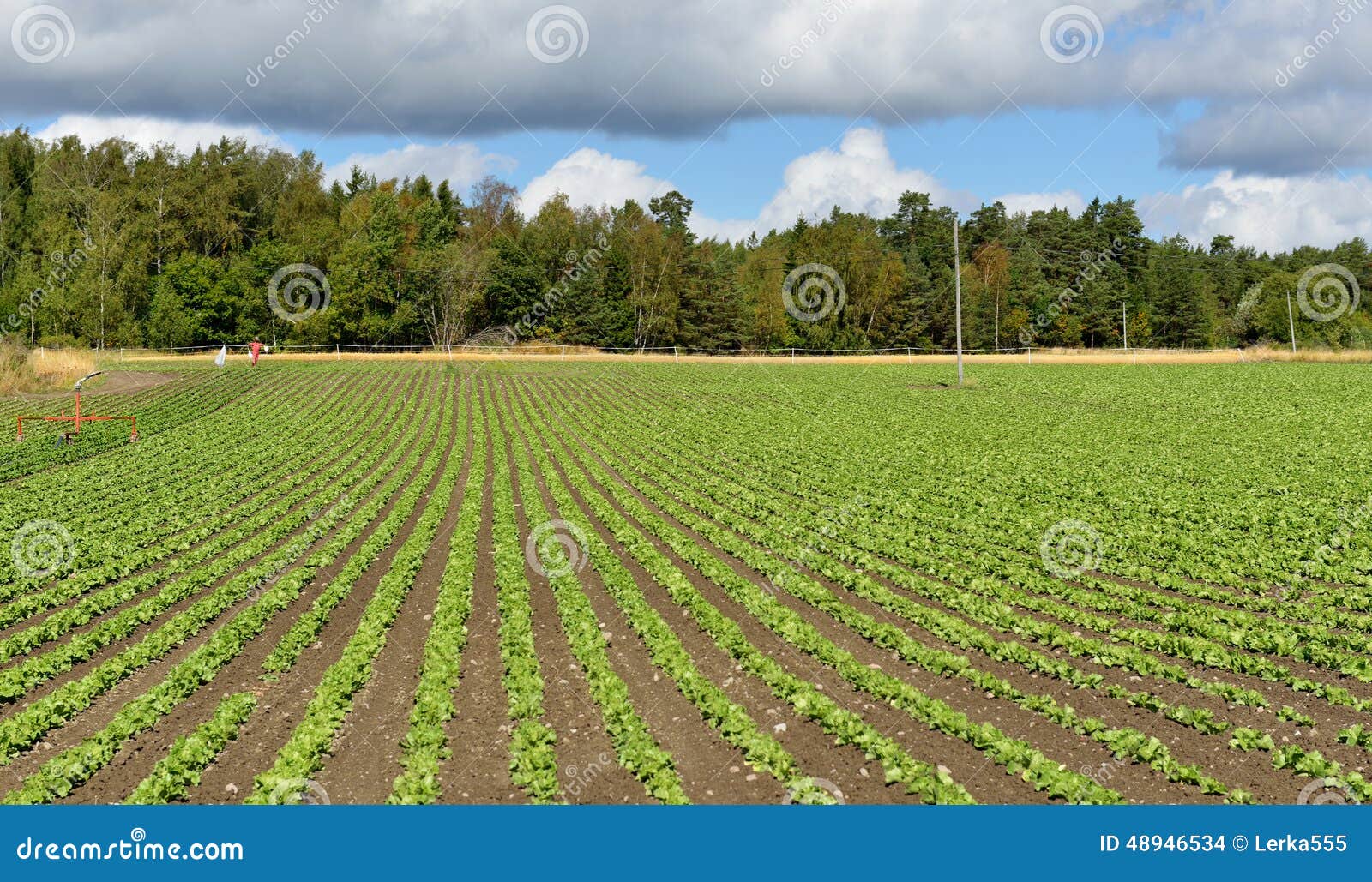 Rural Landscape. Vegetable Cultivation Stock Photo - Image of ...