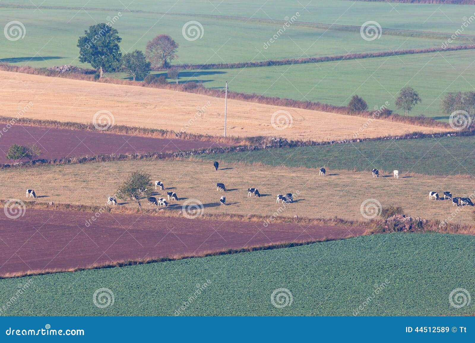 Rural landscape stock image. Image of agricultural, cattle - 44512589