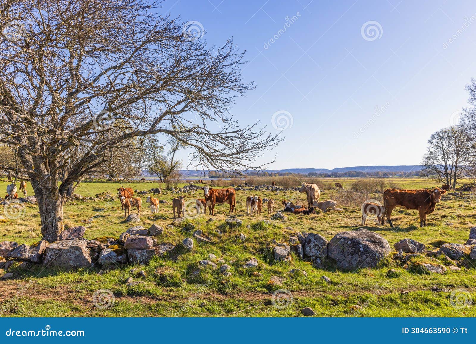 Rural Landscape View in Spring with Cattle in a Meadow Editorial Image ...