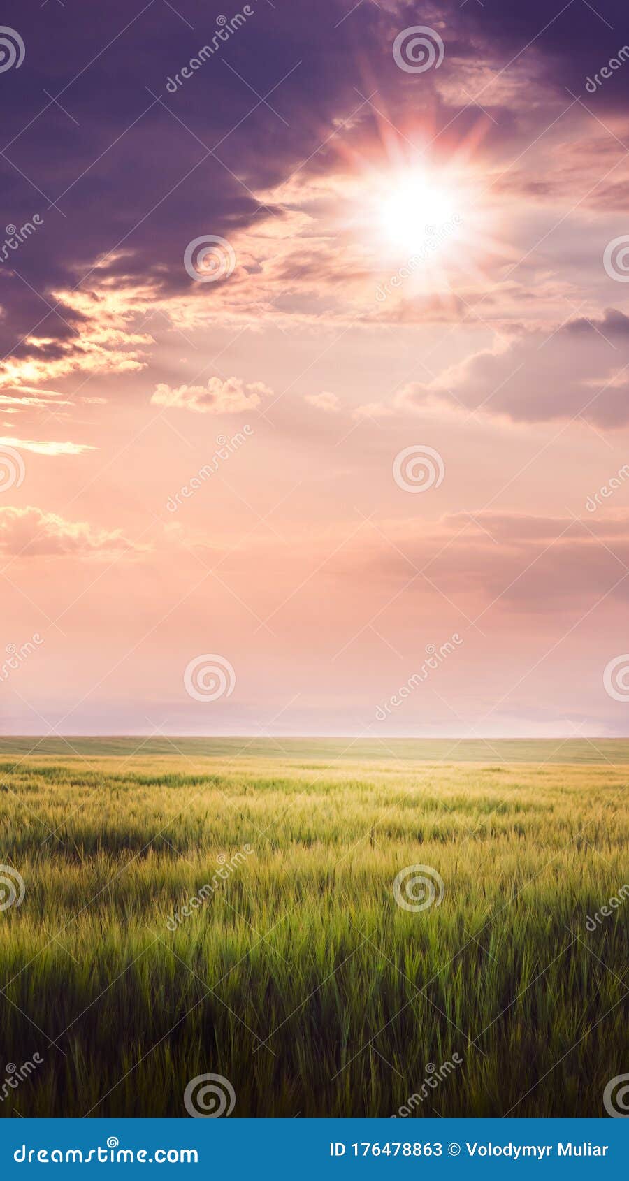 Wheat Field Sunset Vertical