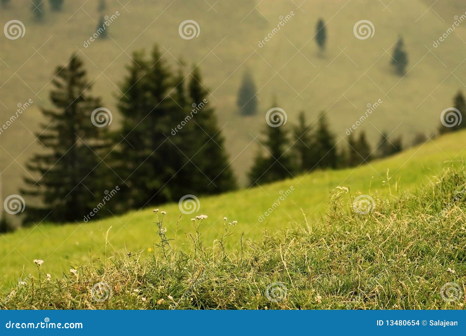 Rural Landscape with Wild Meadow and Pinewood Stock Photo - Image of ...