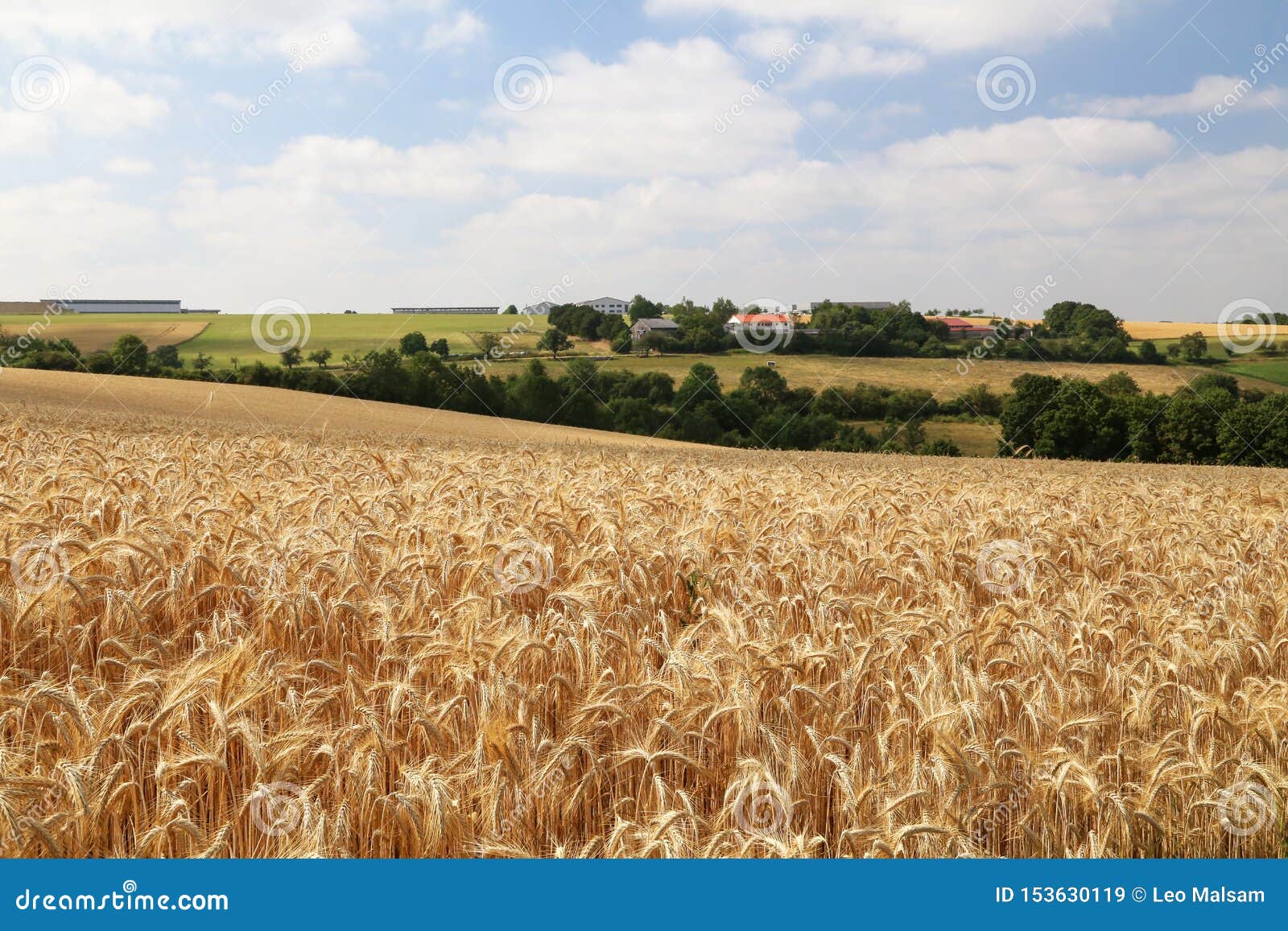 Rural Landscape with Yellow Fields of Mature Wheat Stock Image - Image ...