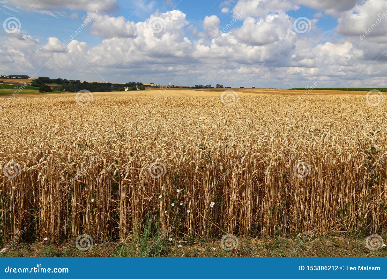 Mature Wheat Field Already Mowed Down And Lying Ready On The Ground ...