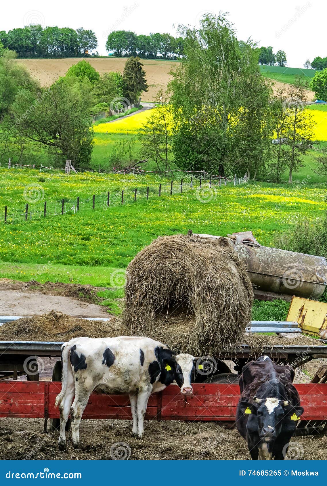 Rural Landscape with Young Cows Stock Image - Image of bales, season ...