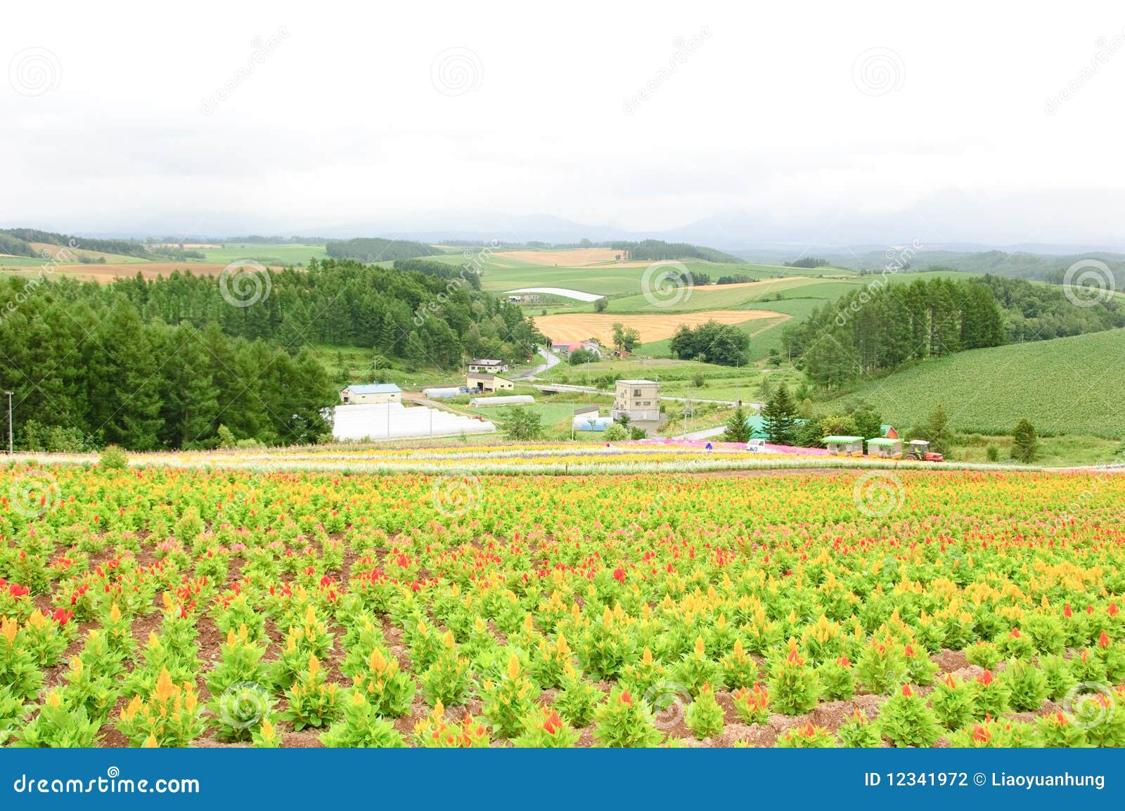 Rural life stock photo. Image of agriculture, panoramic - 12341972