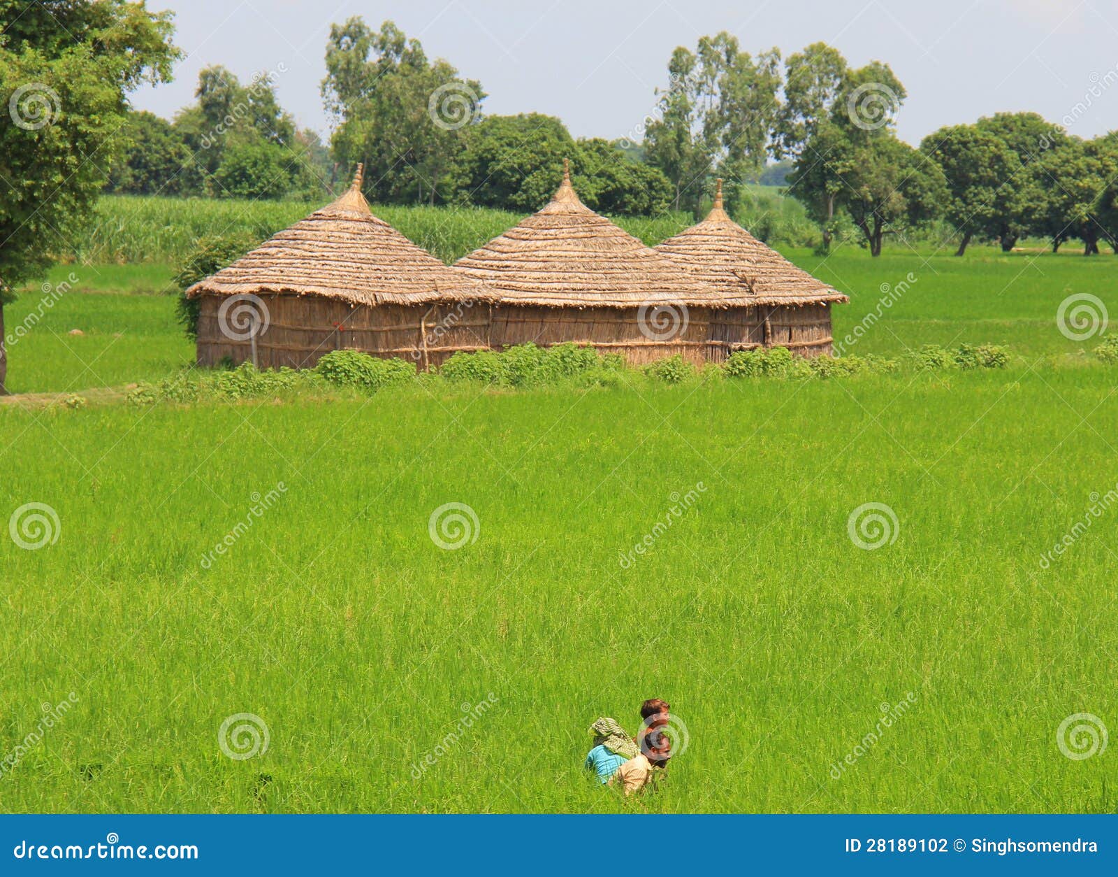 Rural Life In India: Wheat Fields And Small Hay Huts Royalty-Free Stock ...