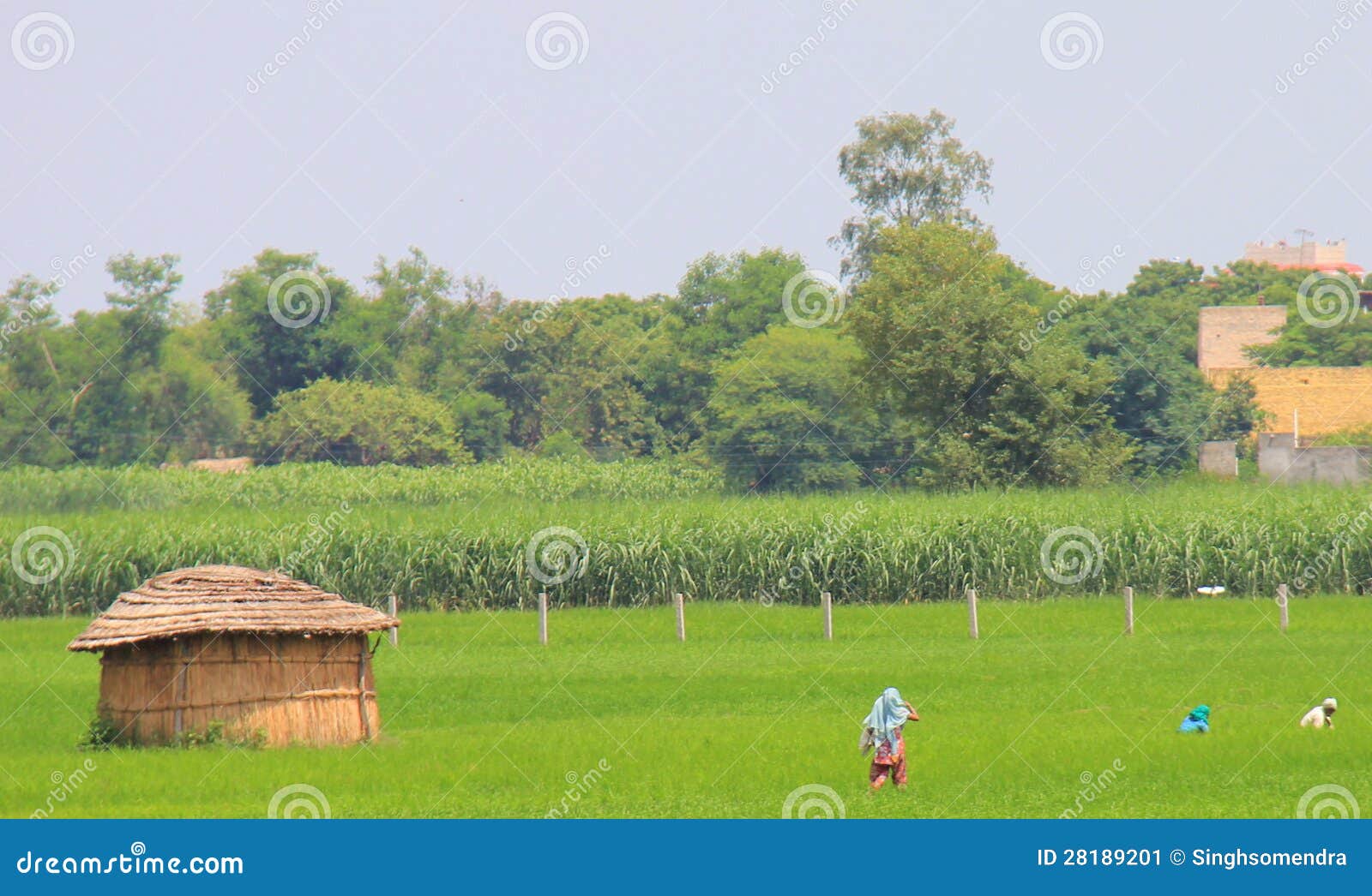 Rural Life In India: Wheat Fields And Small Hay Huts Royalty-Free Stock ...