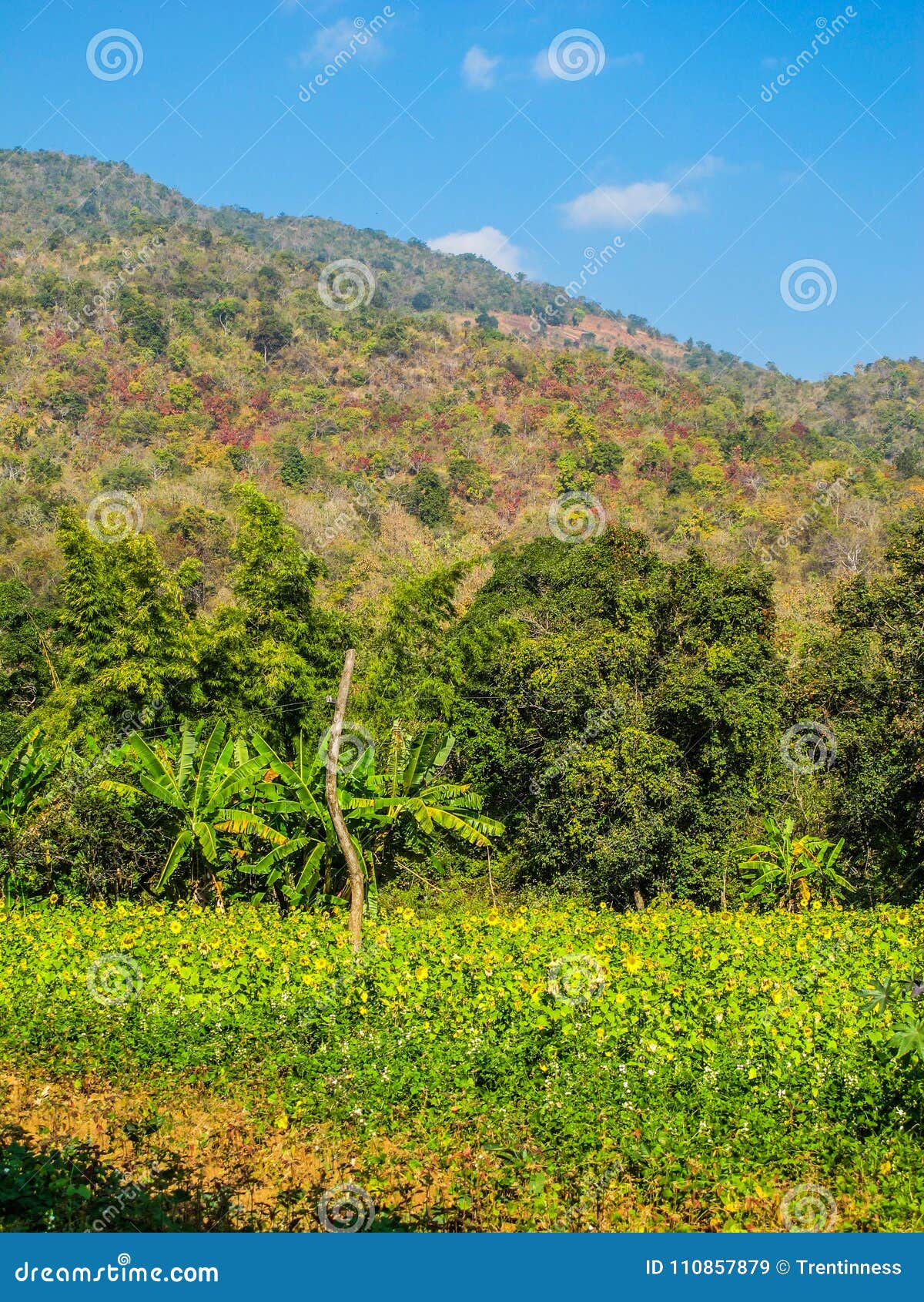 Myanmar in the summer stock image. Image of feet, temples - 110857879