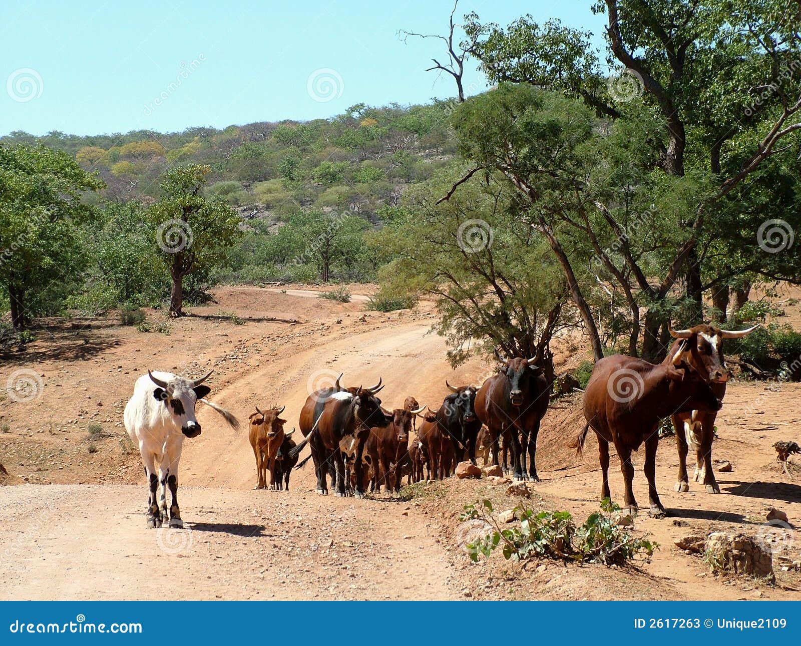 Rural Namibia stock image. Image of rural, africa, calf - 2617263
