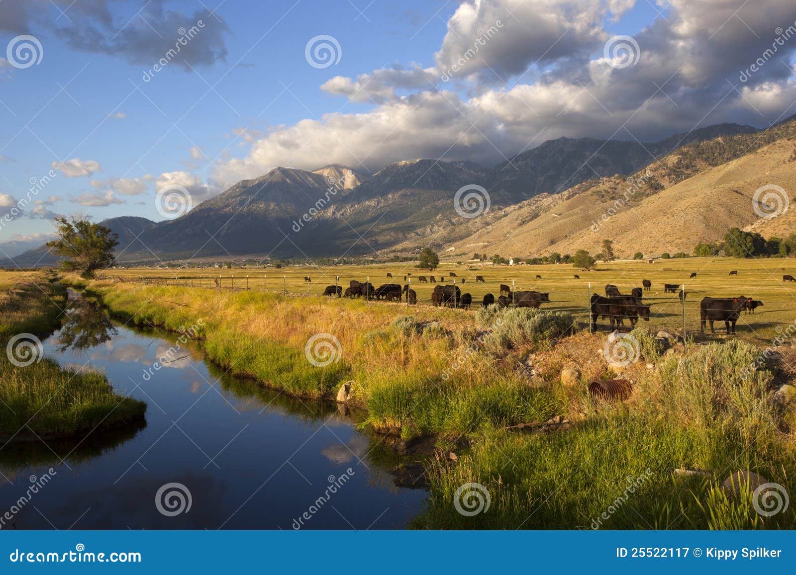 Rural Nevada stock image. Image of green, irrigation - 25522117