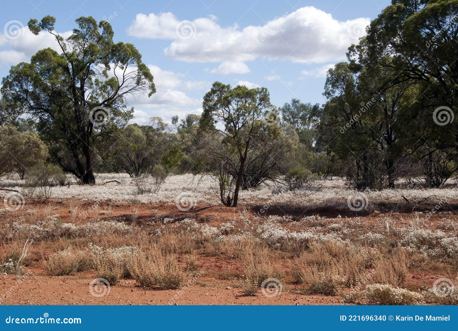 Rural Outback Landscape with Spring Wildflowers Stock Photo - Image of ...