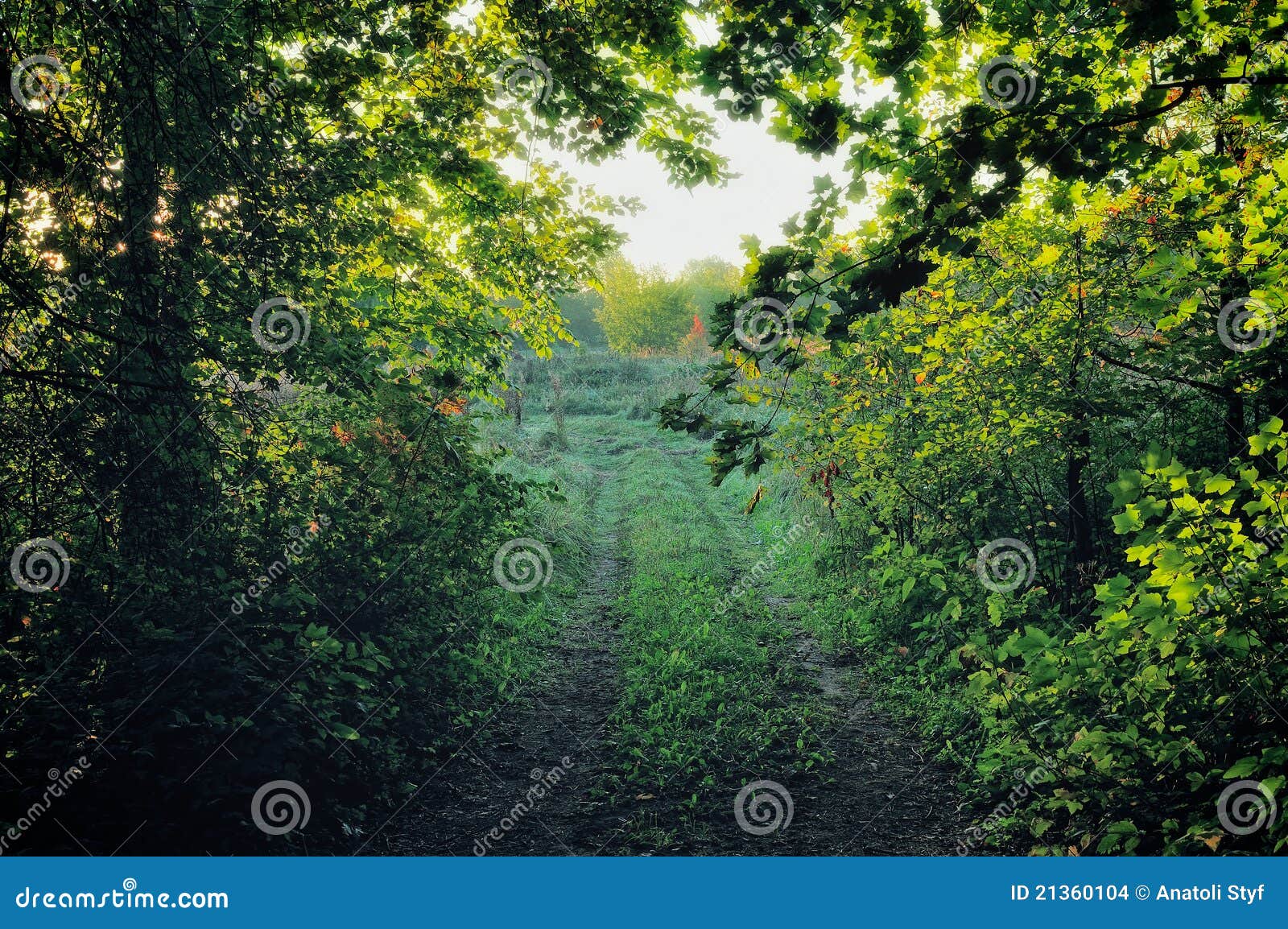 Rural Path stock photo. Image of bush, footpath, deciduous - 21360104