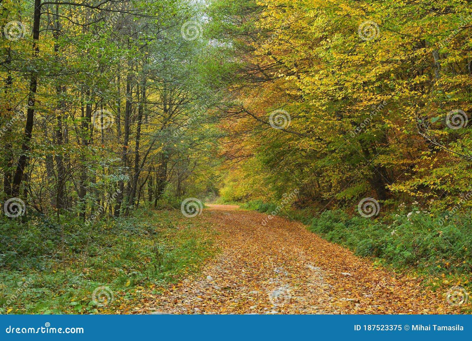Rural Path Covered by Leaves in Forest Stock Image - Image of trunk ...