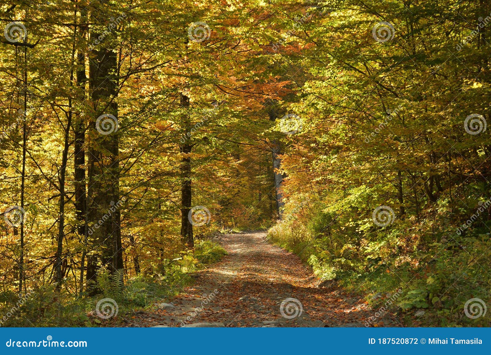 Rural Path in Deep Forest, Autumn Landscape Stock Photo - Image of ...