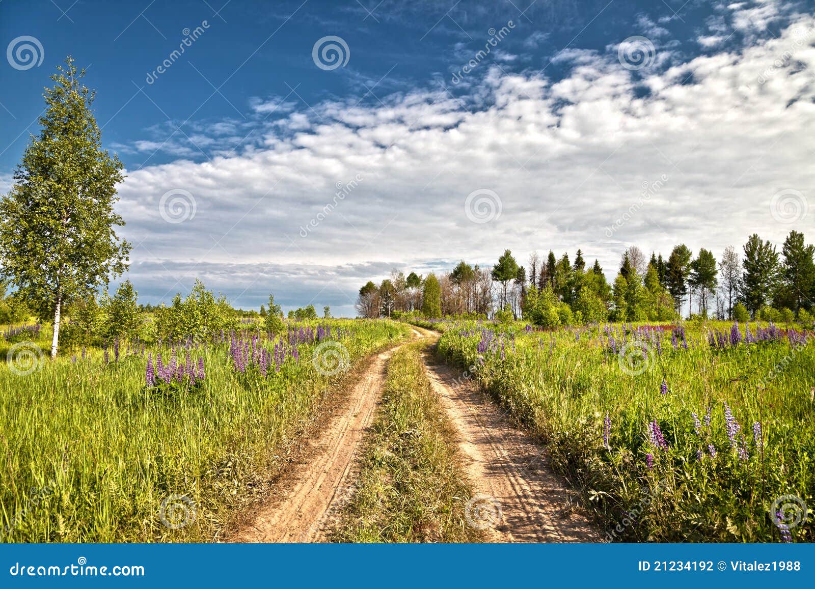 Rural Path through Field and Forest Stock Photo - Image of farm, birch ...