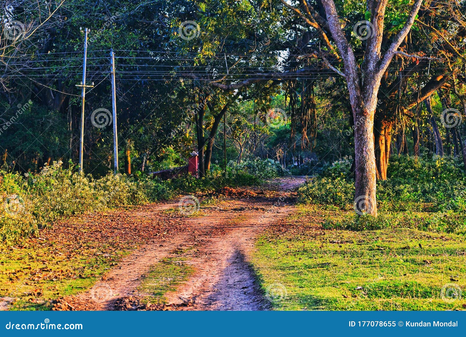 A Rural Path Going through a Beautiful Dense Forest Stock Image - Image ...