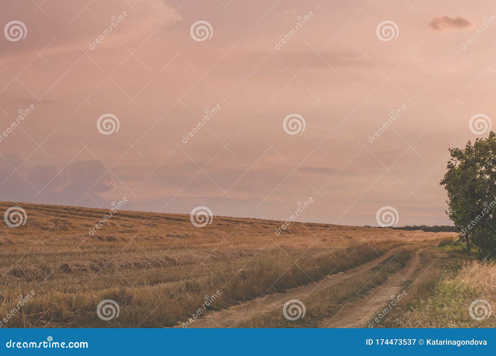 Rural Path Hayed Golden Fields Imagen de archivo - Imagen de granja ...