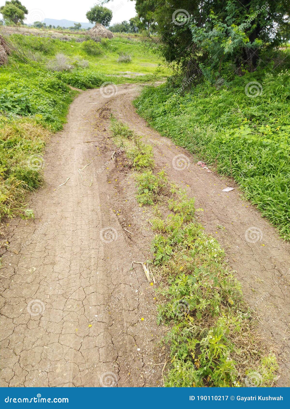 The Rural Path during Monsoon. Stock Image - Image of glorious, hair ...