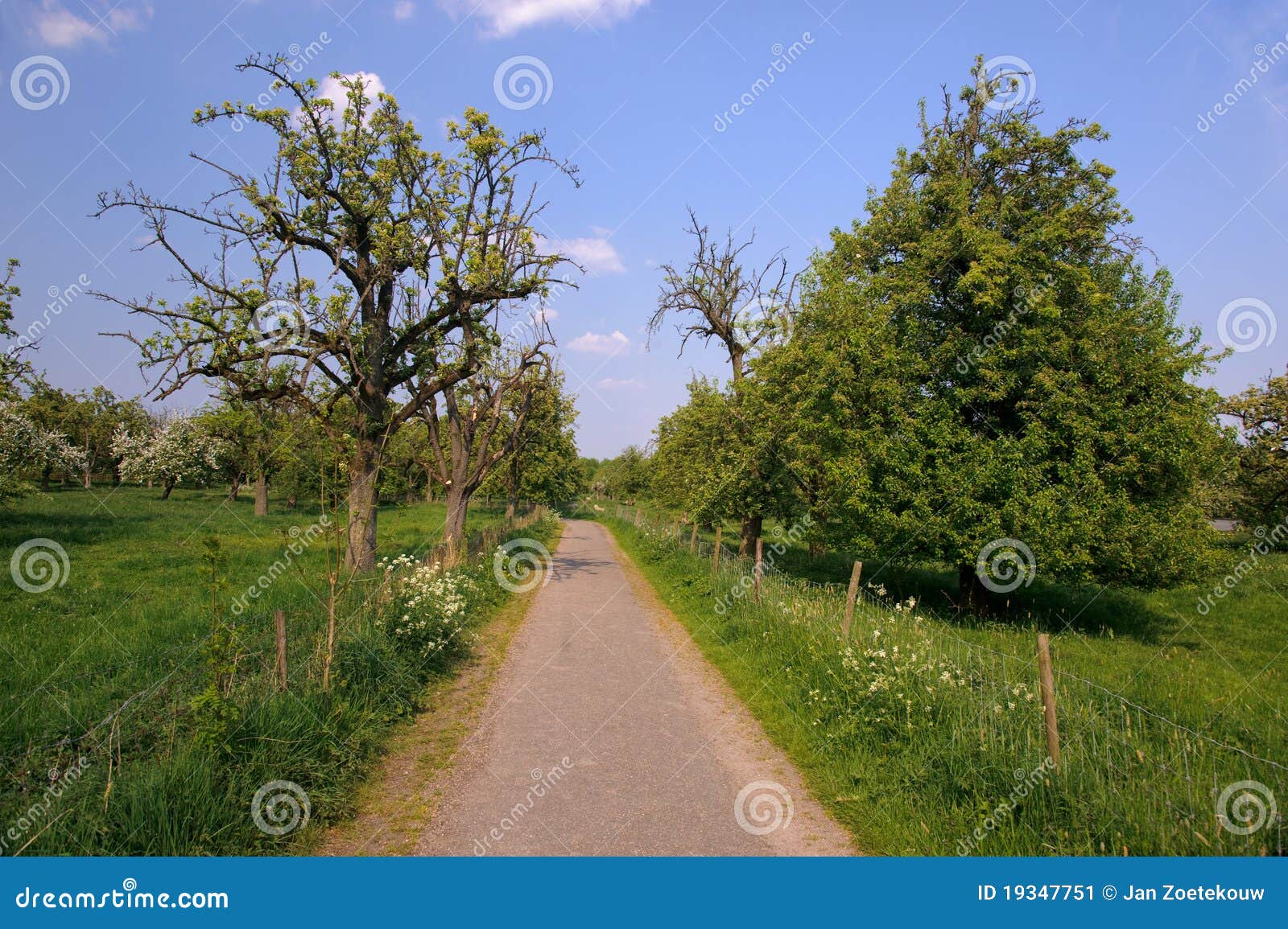 Rural path through orchard stock image. Image of orchard - 19347751