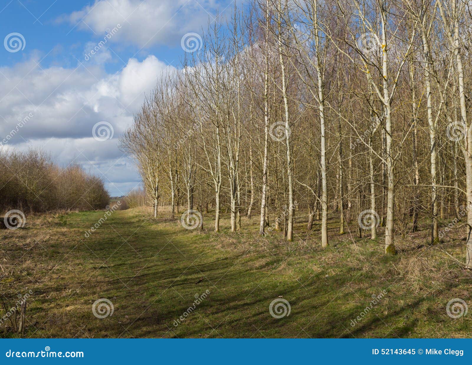 Rural Path with Trees Either Side Stock Image - Image of beautiful ...