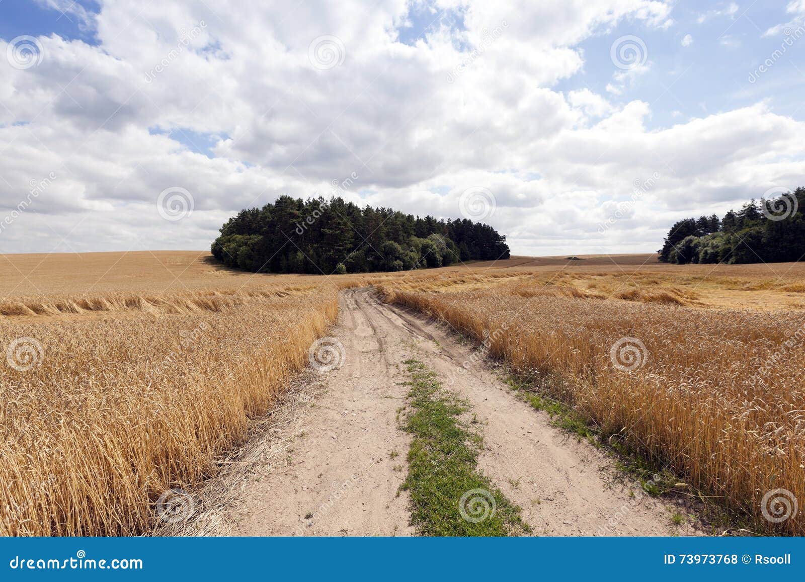 Rural paved road stock photo. Image of field, road, crop - 73973768