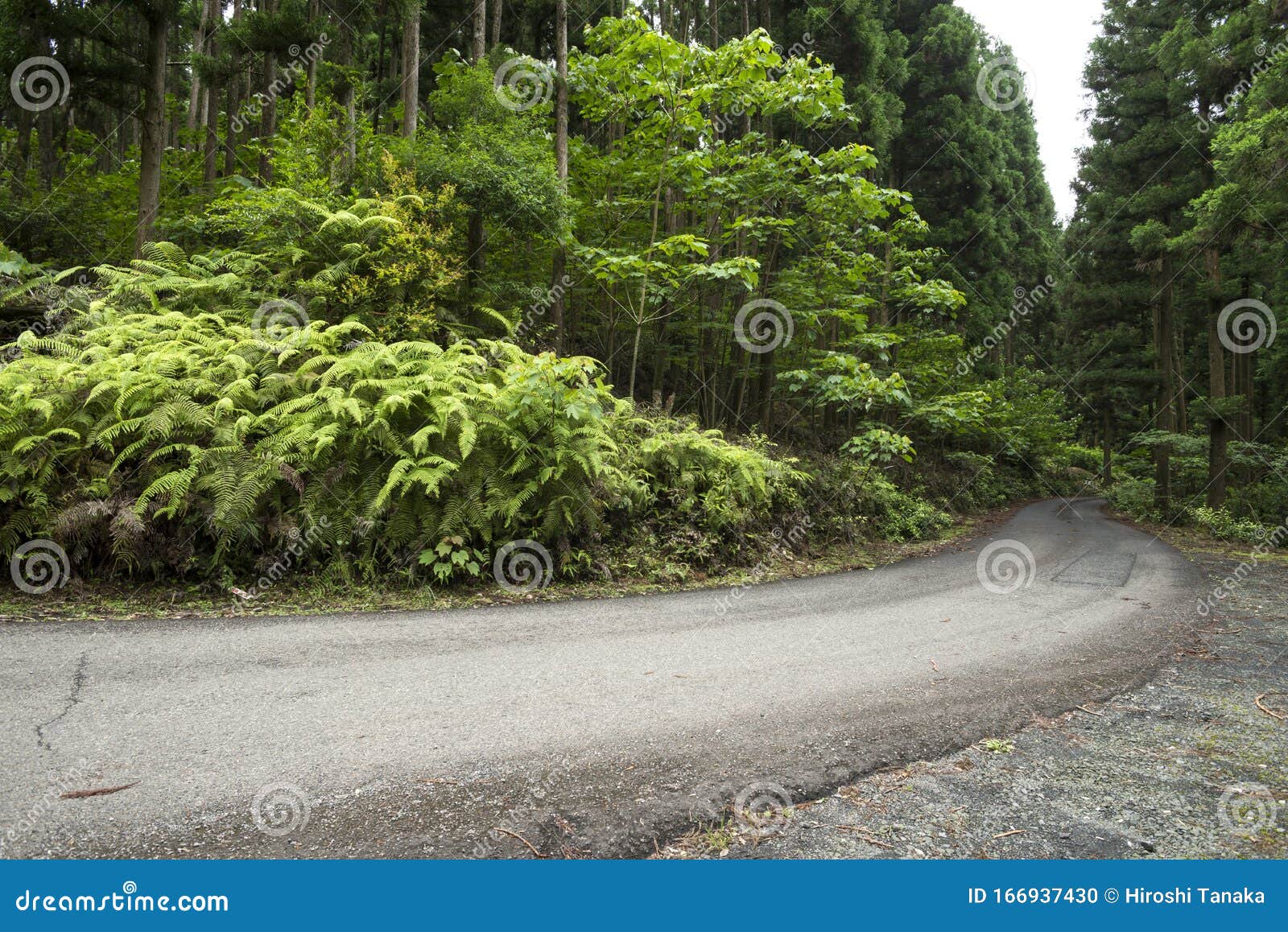 Road in front of forest stock photo. Image of asphalt - 166937430