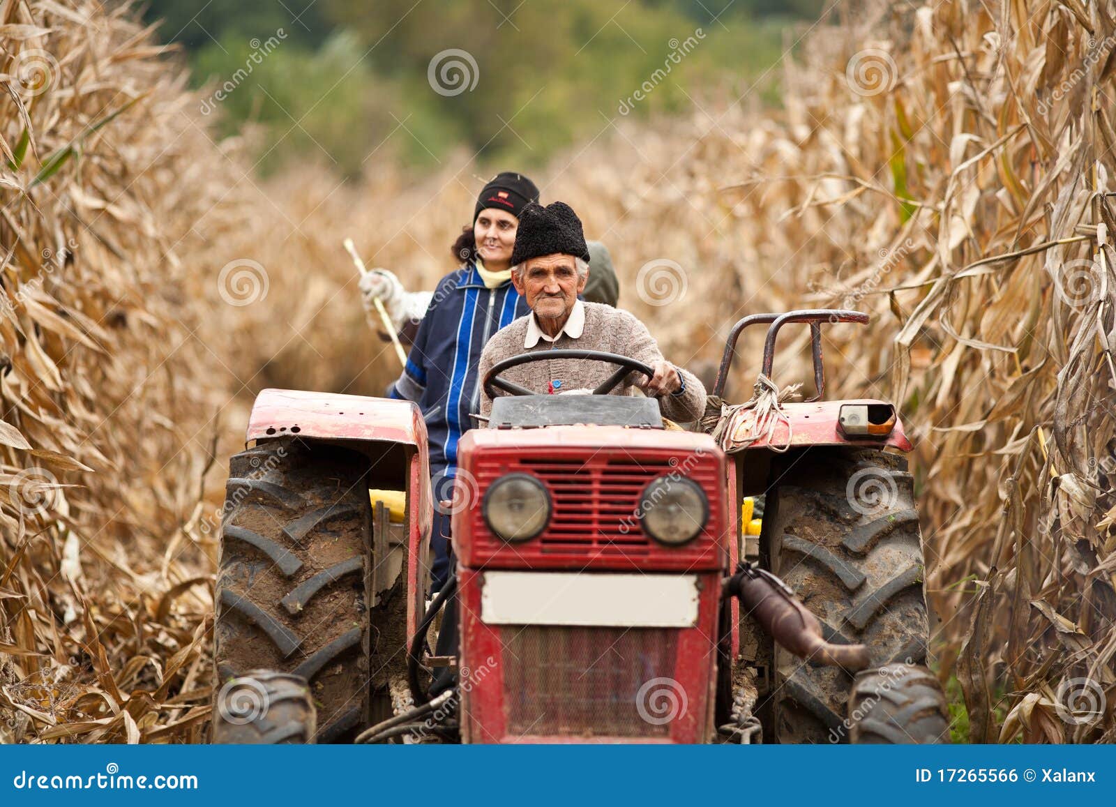 Rural People at Corn Harvesting Stock Photo - Image of farmer, healthy ...
