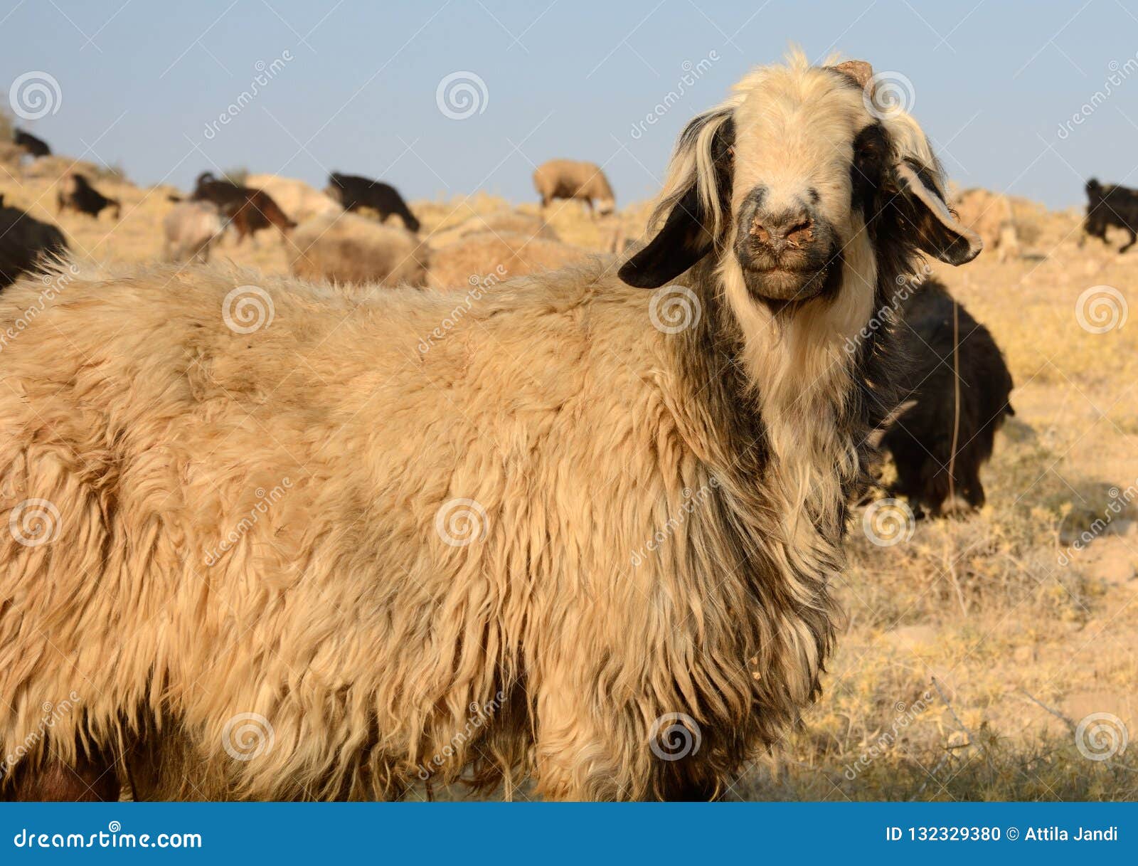 Sheep, Iran stock photo. Image of sheep, pastoralist - 132329380