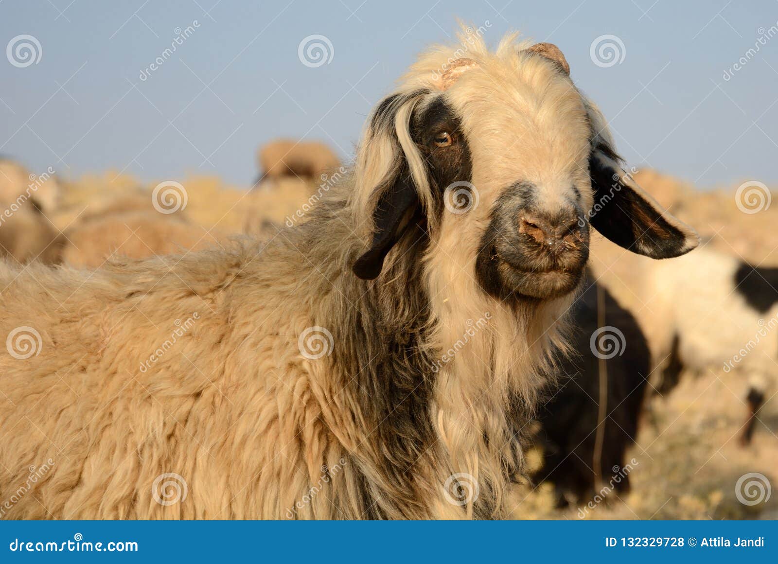 Sheep, Iran stock photo. Image of cheese, people, culture - 132329728
