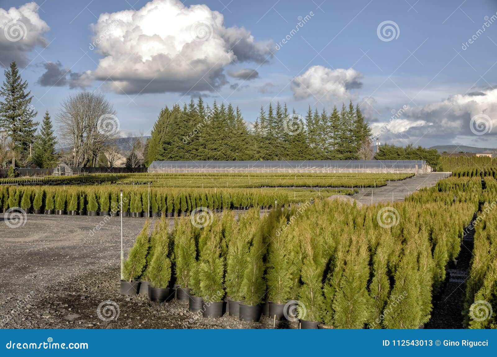 Rural Plant Farm Oregon State. Stock Image - Image of pots, clouds ...