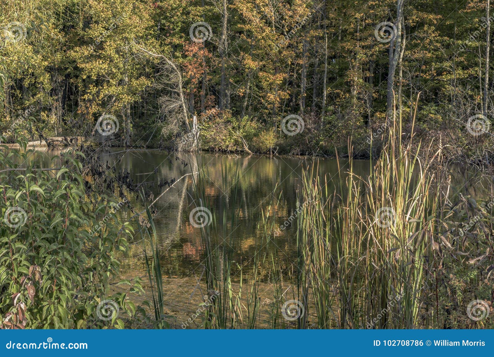 Rural pond. stock photo. Image of woodland, nature, trees - 102708786
