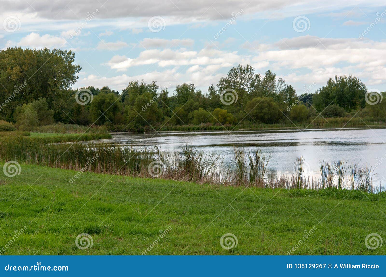 Rural Pond with Cattails and Green Grass with Cloudy Sky Stock Image ...