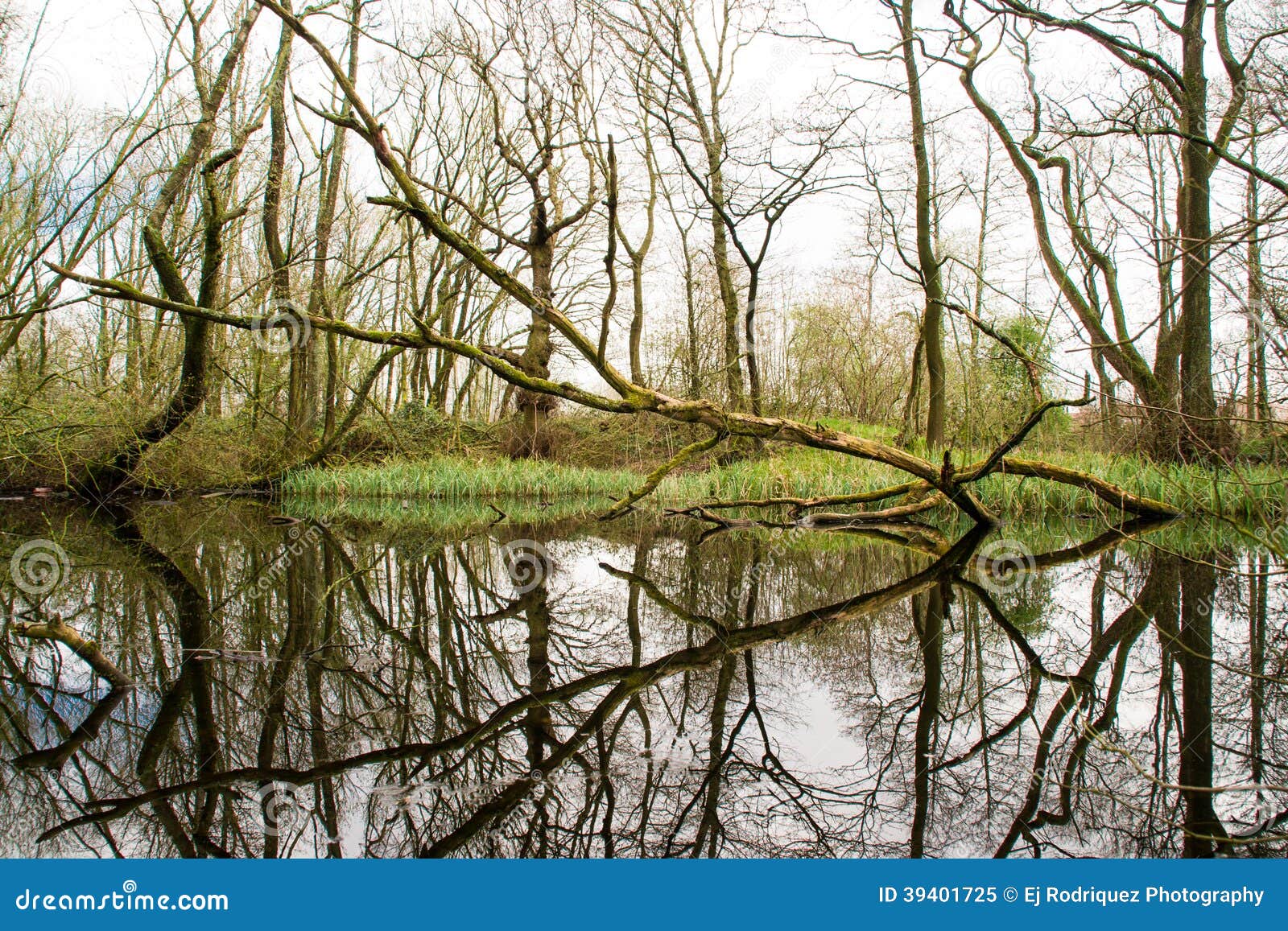 Rural pond. stock image. Image of reserve, lancashire - 39401725