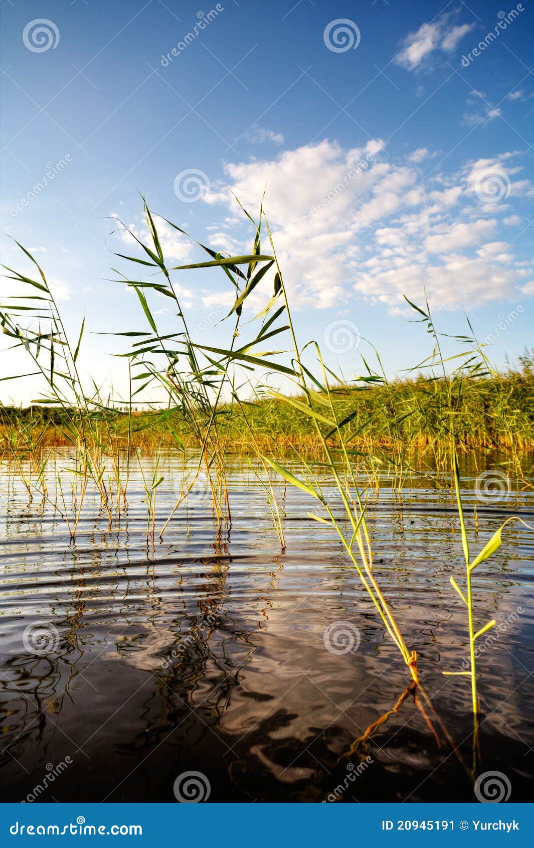 Rural pond tranquil scene stock image. Image of country - 20945191