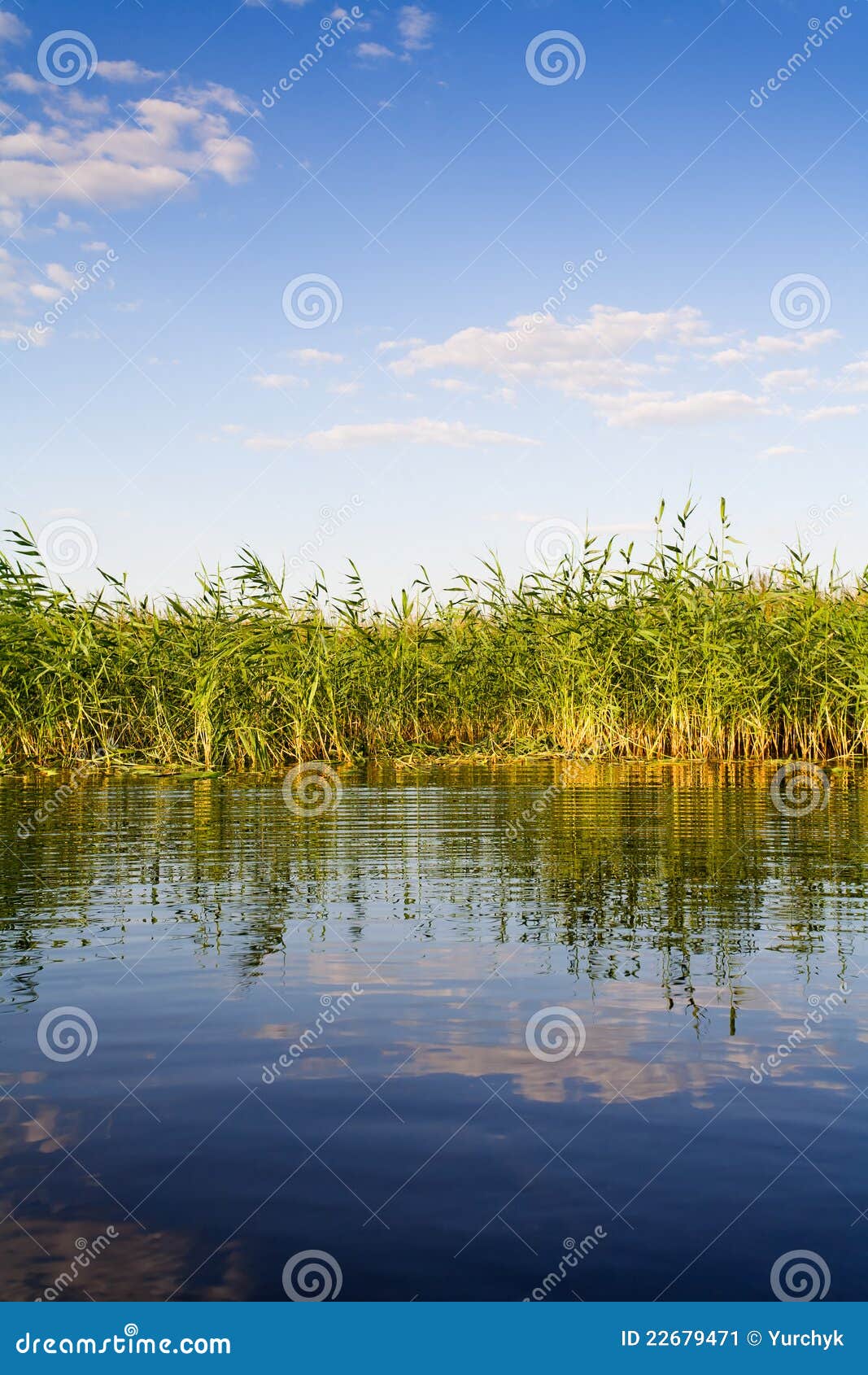 Rural pond tranquil scene stock image. Image of green - 22679471