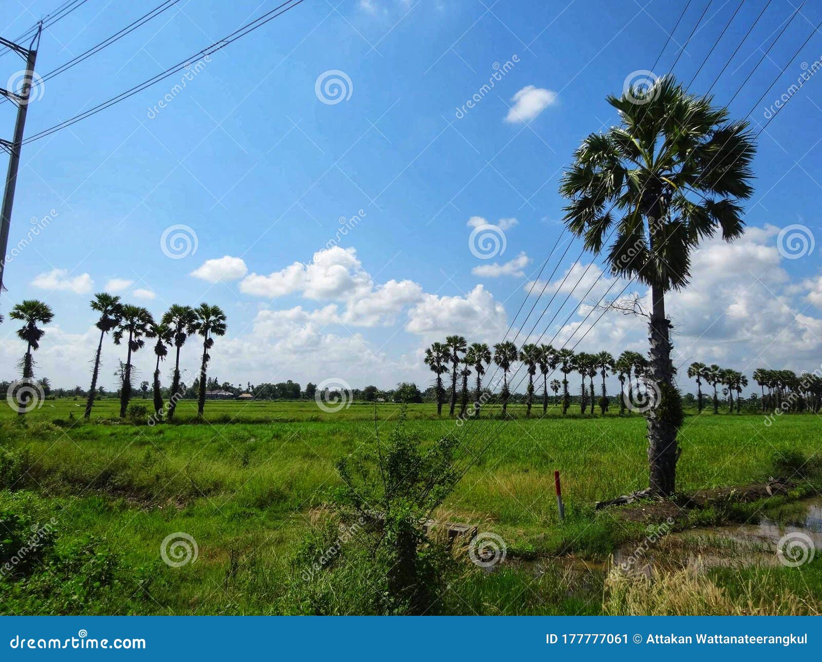 Rural rice fields stock image. Image of wind, plant - 177777061