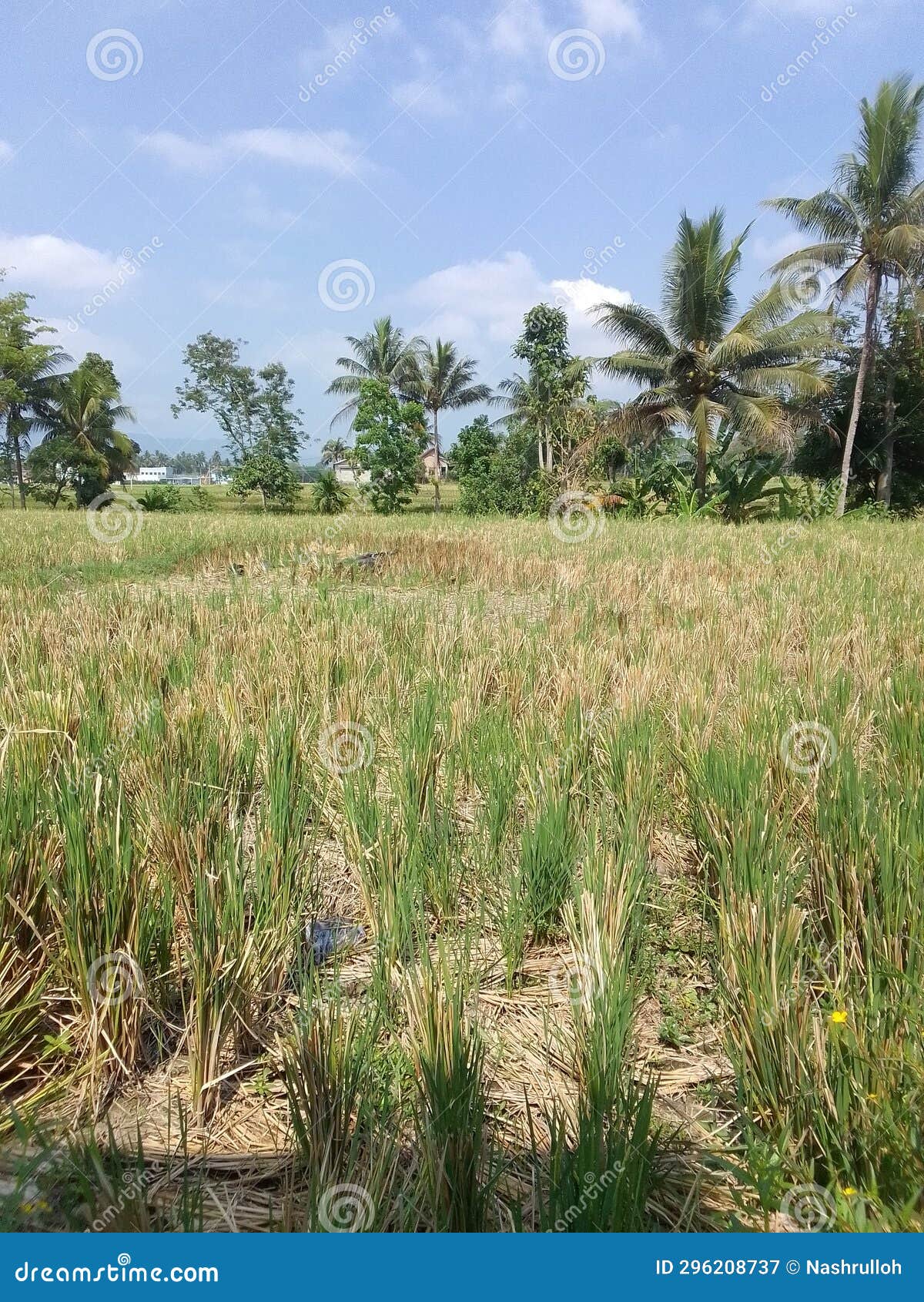 Rural Rice Fields in Indonesia Stock Image - Image of rice, rural ...
