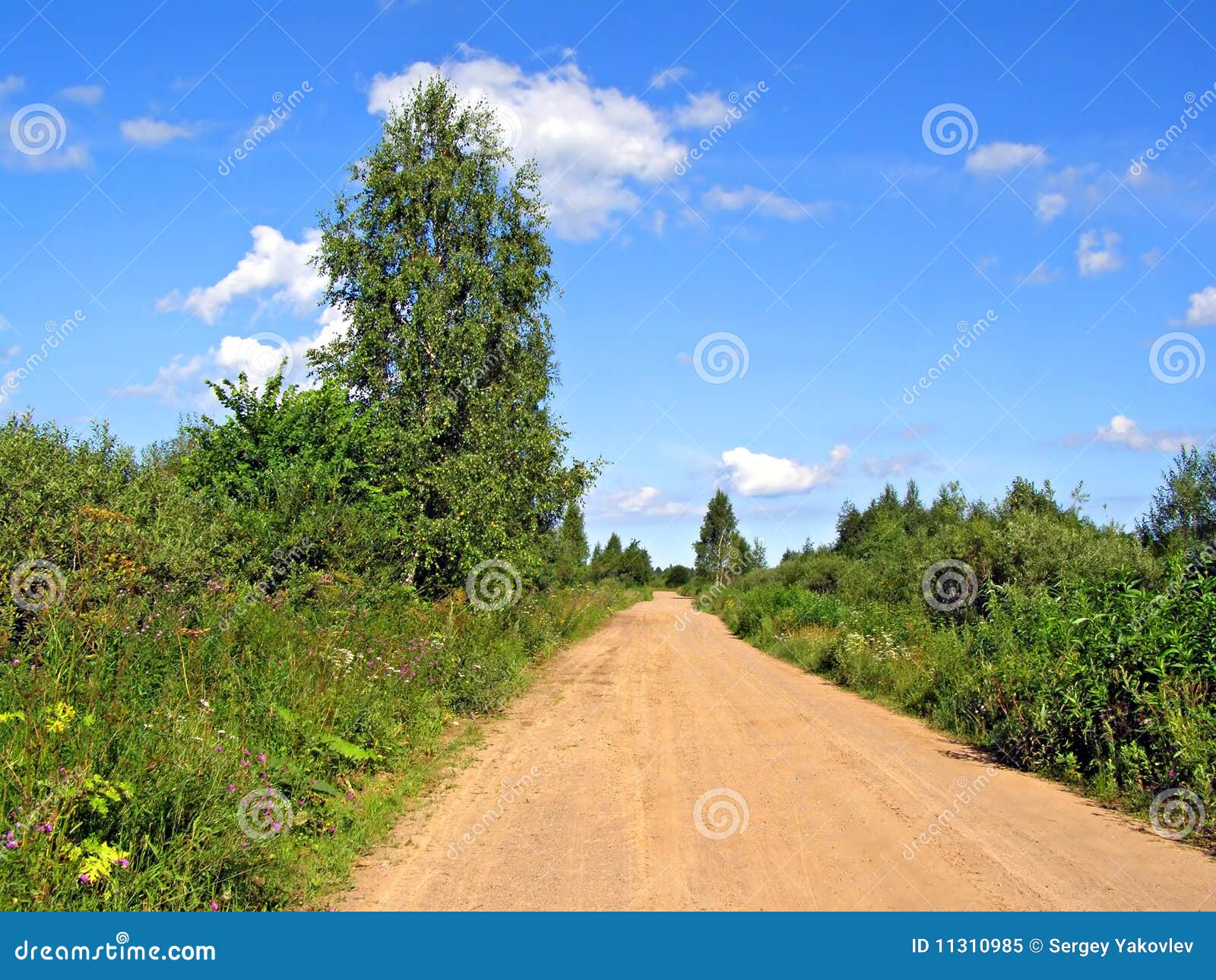 Rural road stock image. Image of plant, fresh, ecology - 11310985