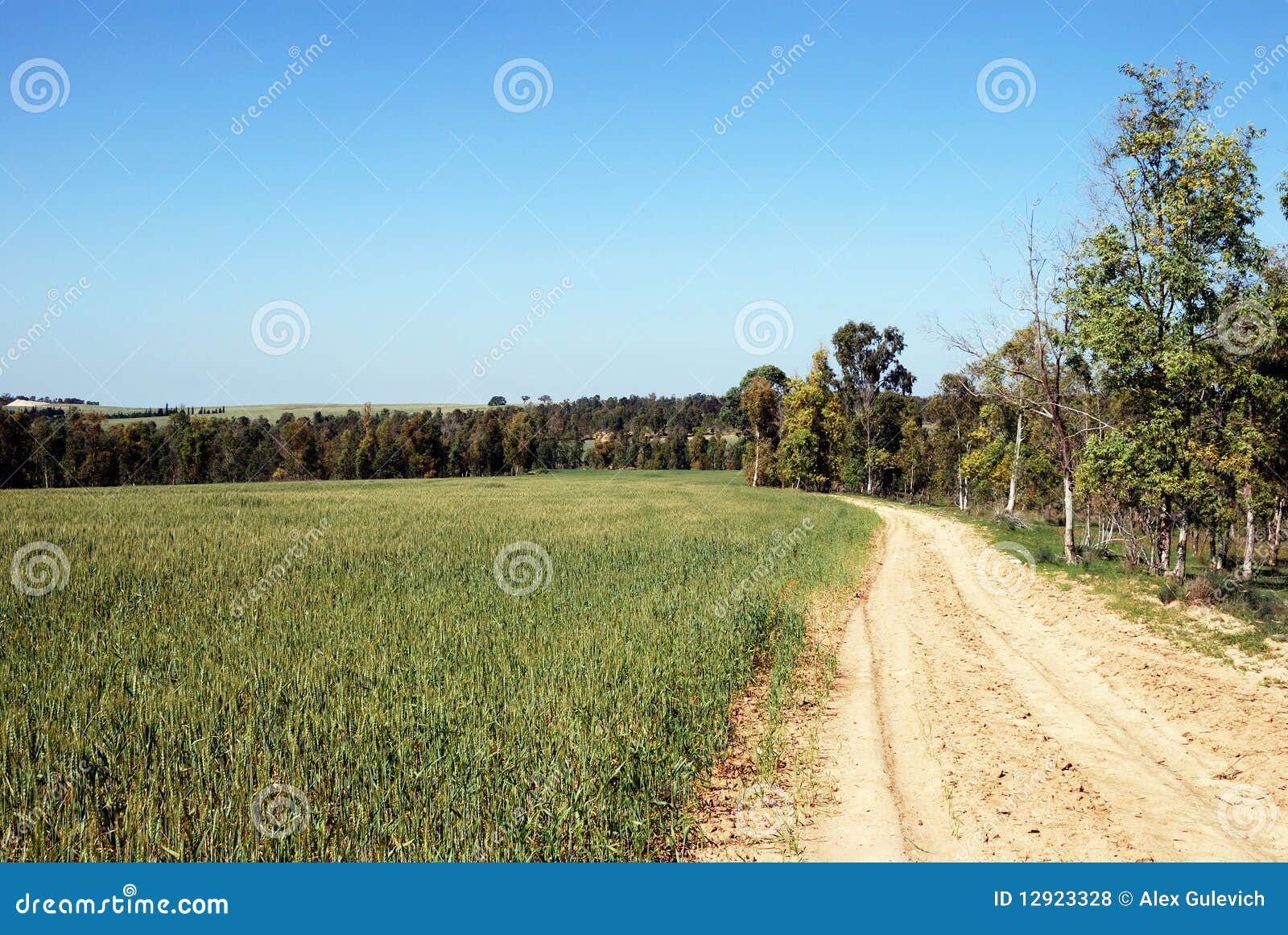 Rural road stock photo. Image of meadow, beauty, crop - 12923328